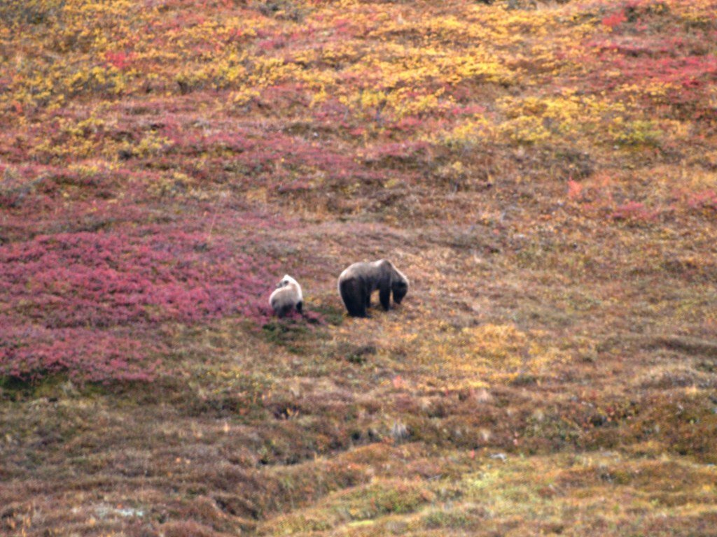 2 Wildlife Filled Days in Denali National Park – Jam Travel Tips