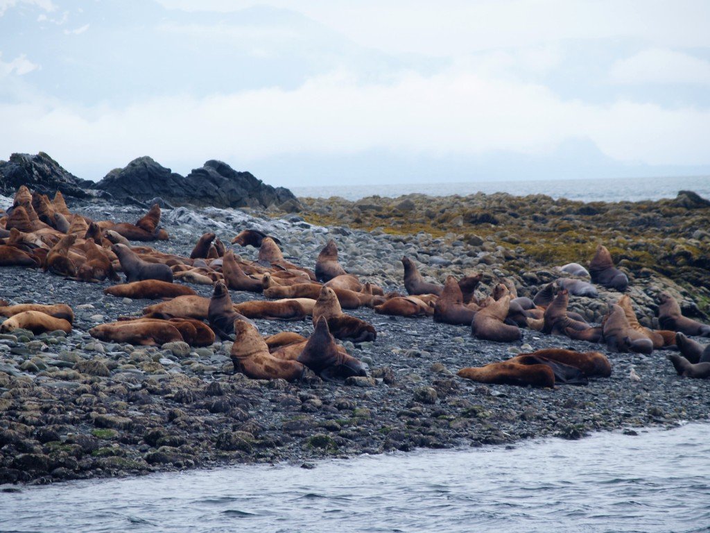 Alaska: Best Road Trip and Cruise Experience – Jam Travel Tips